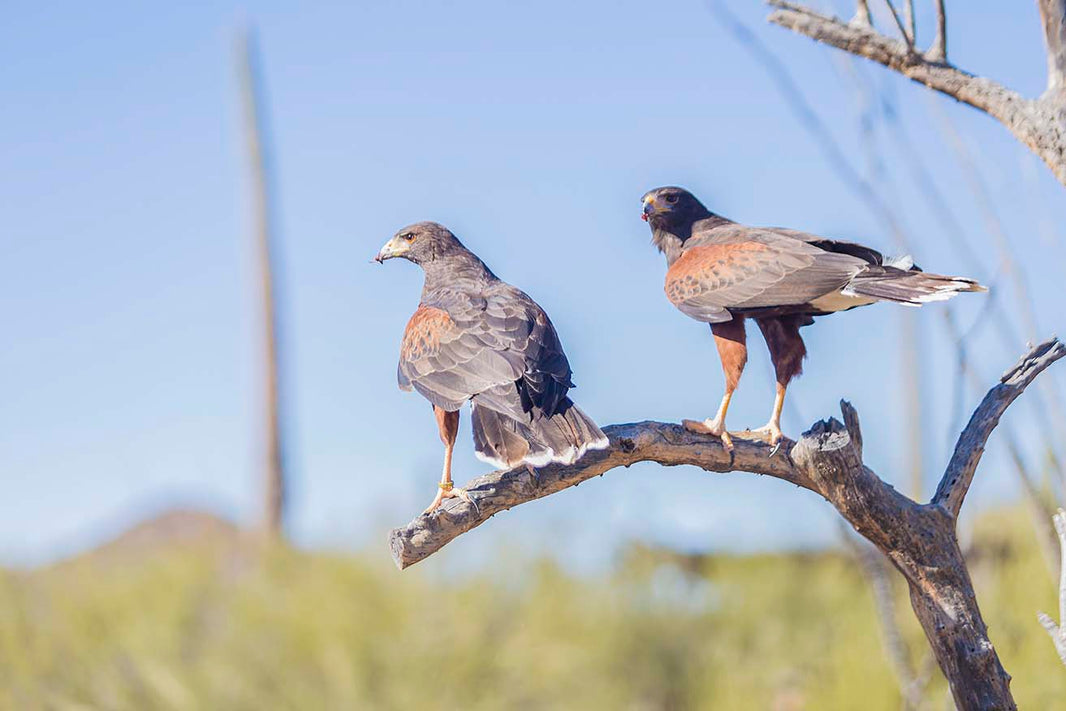 Michael Baca Gallery – Page 2 – Casa de Baca Studios