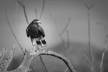 Michael Baca Gallery – Casa de Baca Studios